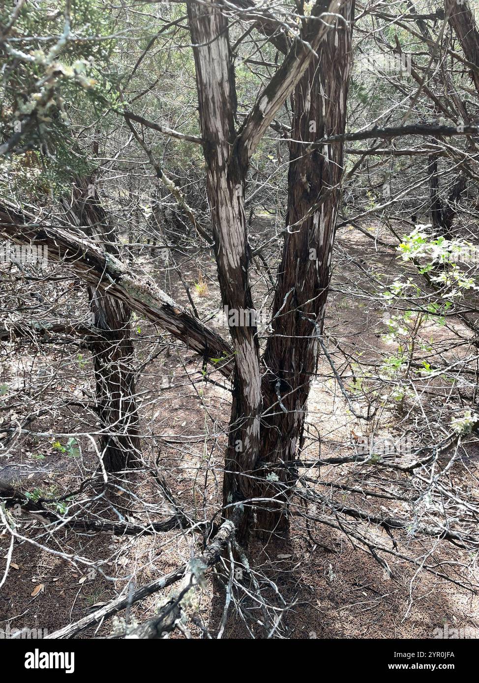 Ashe juniper (Juniperus ashei Stock Photo - Alamy