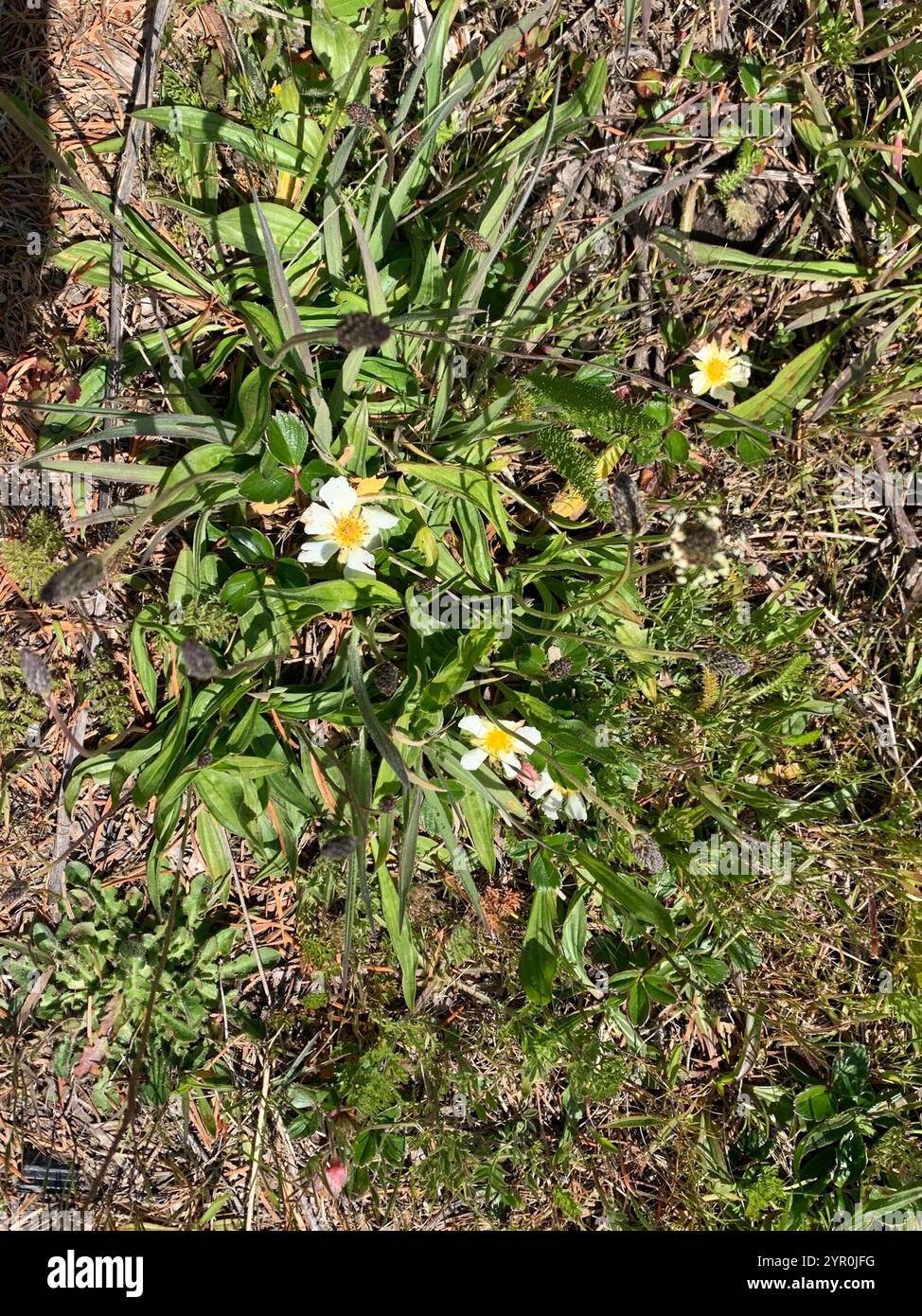 Beach strawberry fragaria chiloensis hi-res stock photography and ...