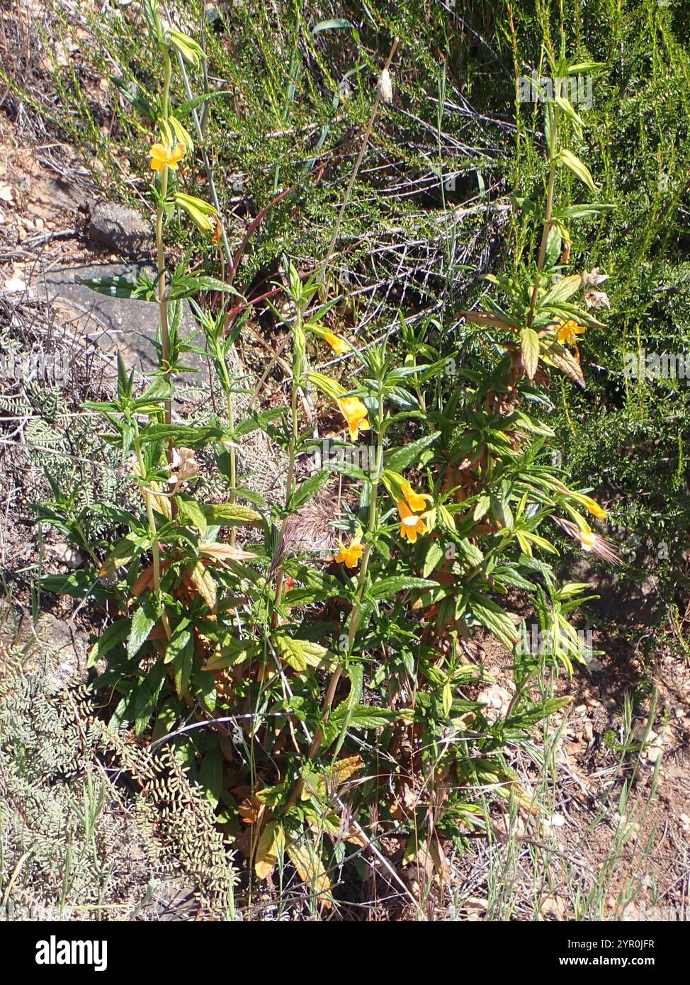 orange bush monkeyflower (Diplacus aurantiacus Stock Photo - Alamy