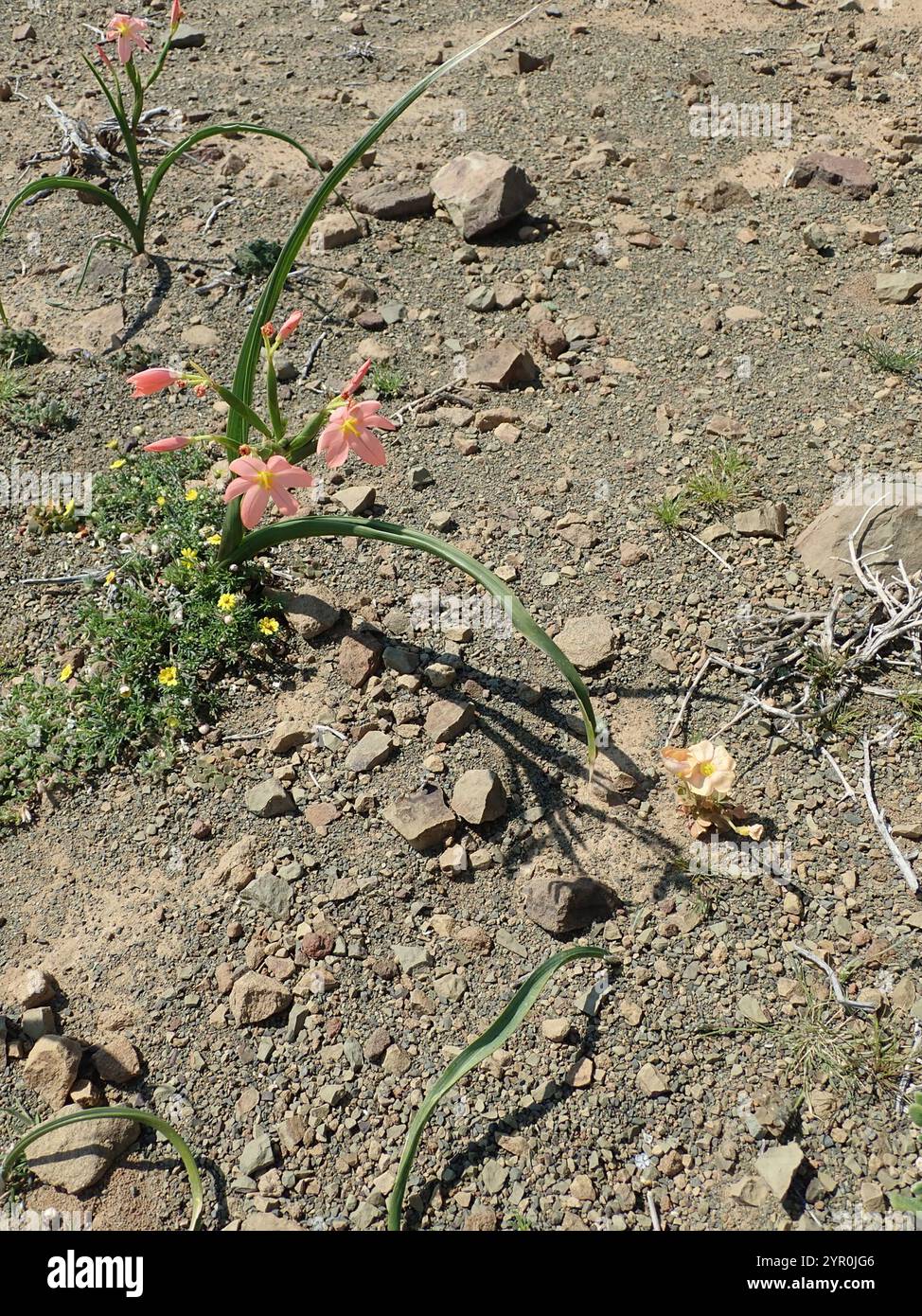 Two-leaved Cape tulip (Moraea miniata Stock Photo - Alamy