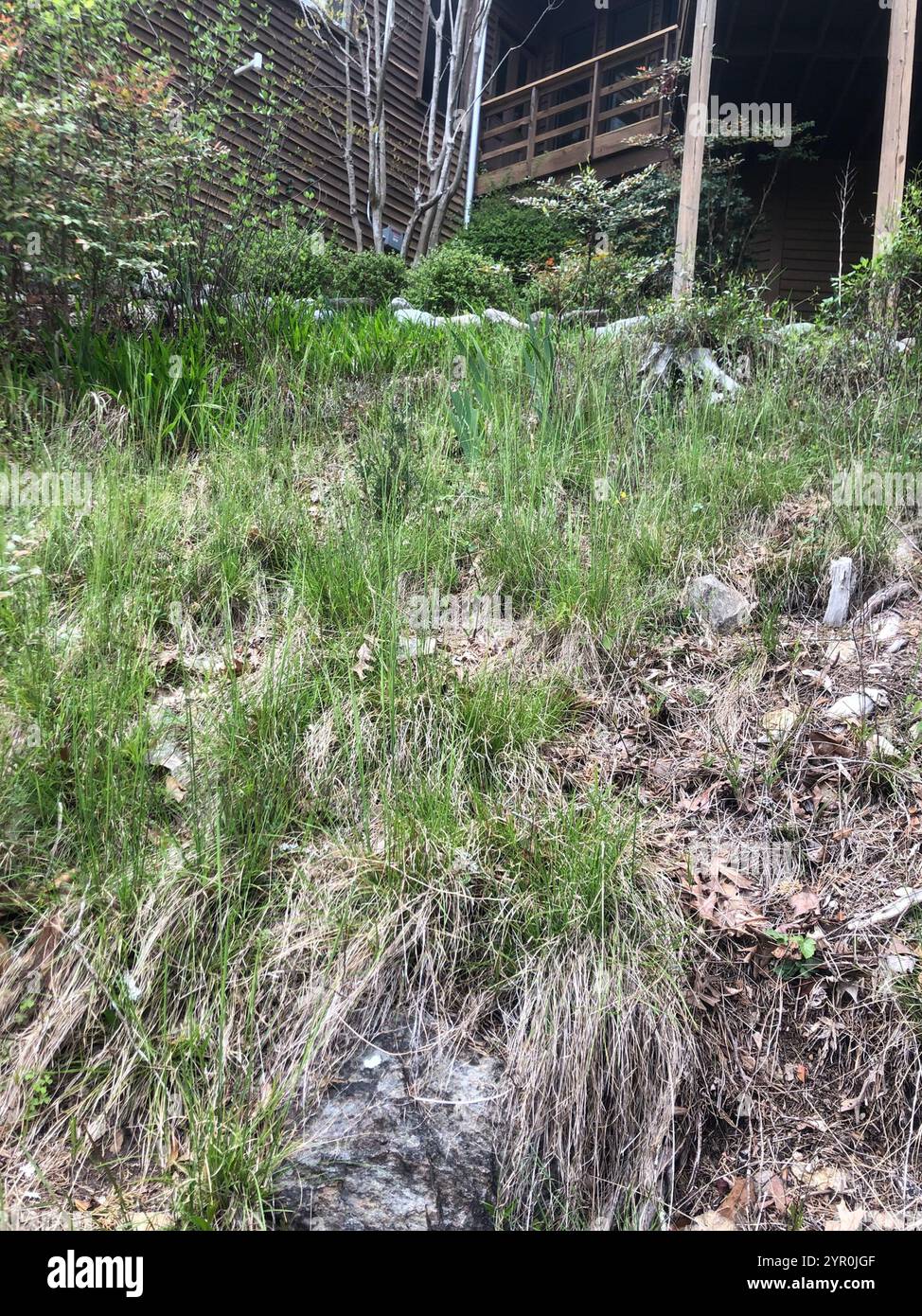 Twoflower Melicgrass (Melica mutica Stock Photo - Alamy