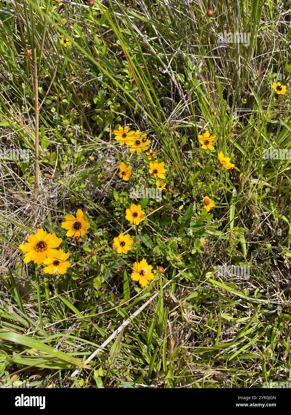 Golden Wave Tickseed (Coreopsis basalis Stock Photo - Alamy