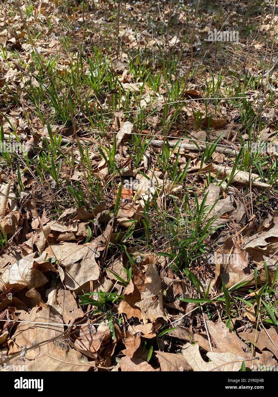 Oak Barrens Barbara's-Buttons (Marshallia legrandii Stock Photo - Alamy