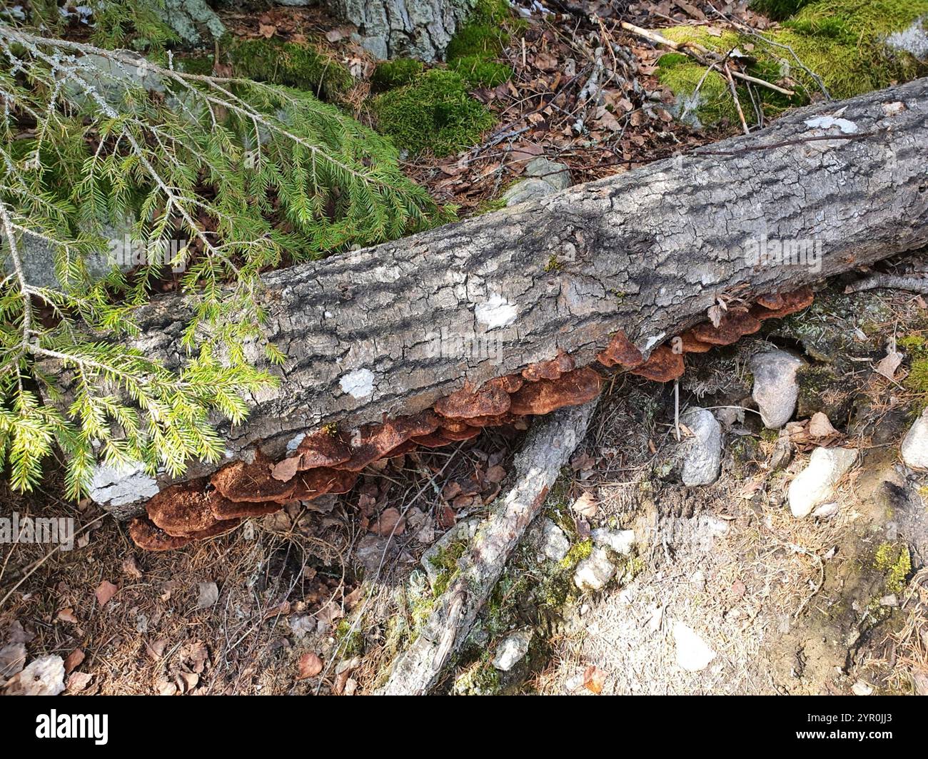 Alder Bracket (Mensularia radiata Stock Photo - Alamy
