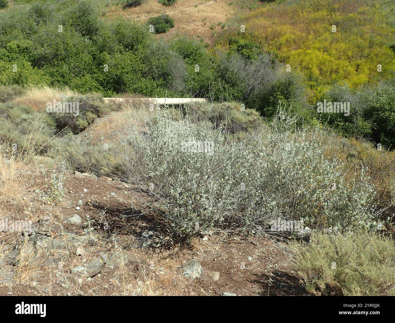 eastern bewildering bushmallow (Malacothamnus arcuatus elmeri Stock ...