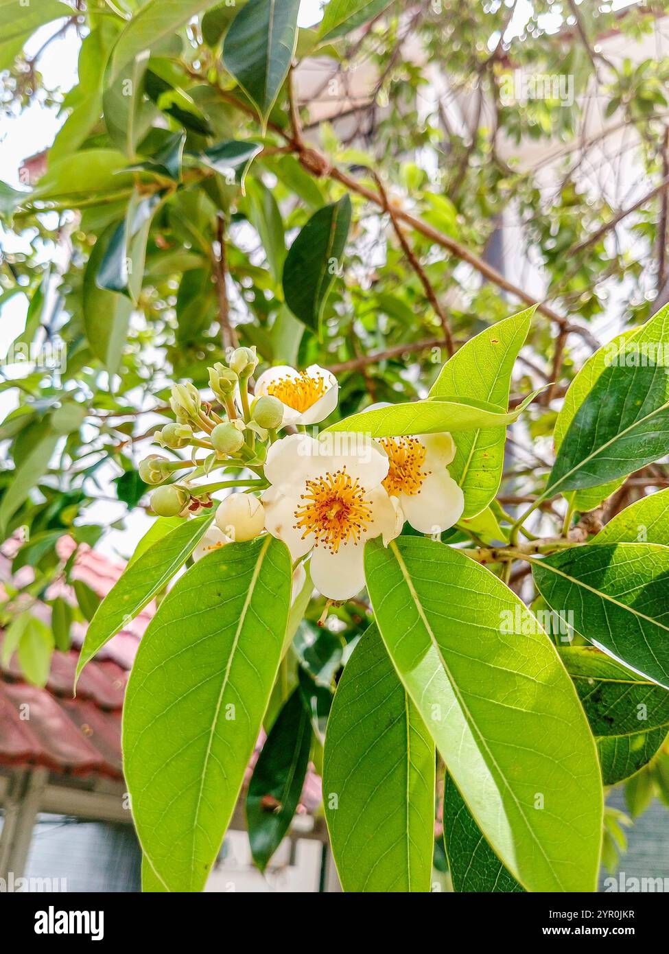 Close up of Schima wallichii flower, also known as needlewood or the ...