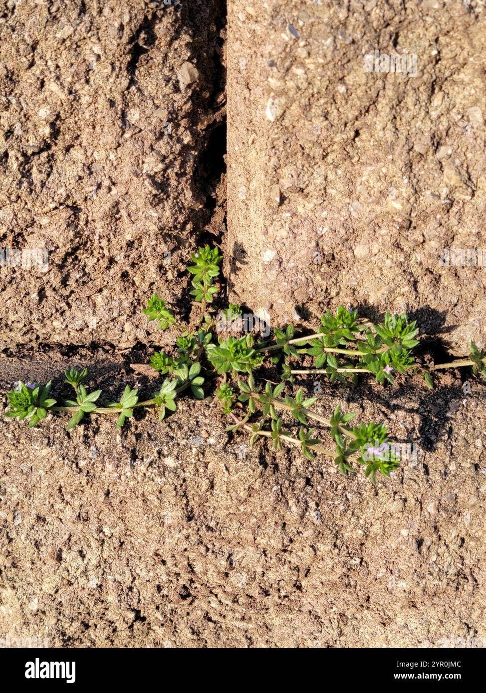 Field madder (Sherardia arvensis Stock Photo - Alamy