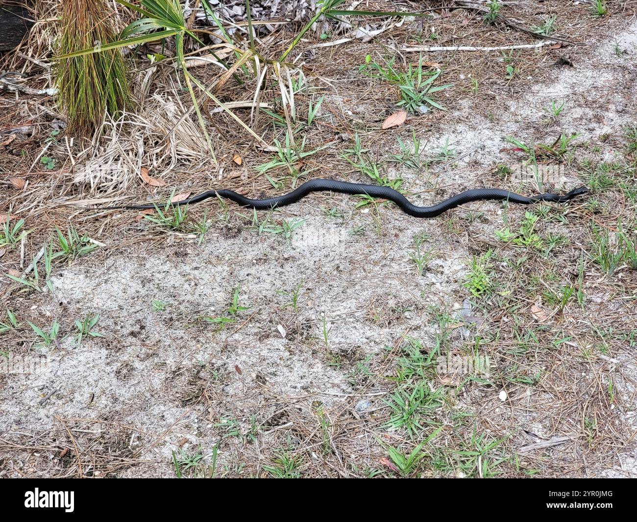 North American Racer (Coluber constrictor Stock Photo - Alamy