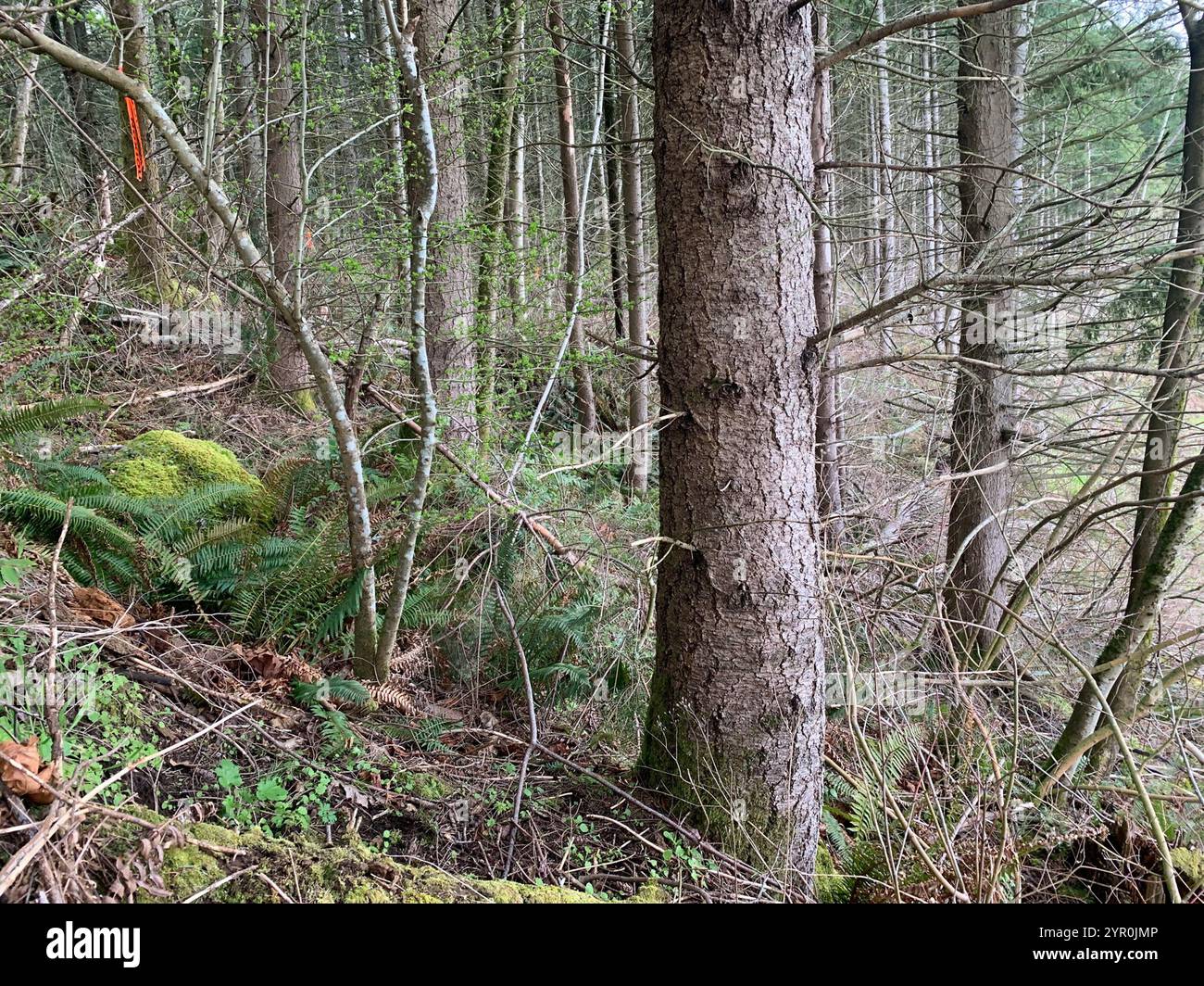 crevice alumroot (Heuchera micrantha Stock Photo - Alamy