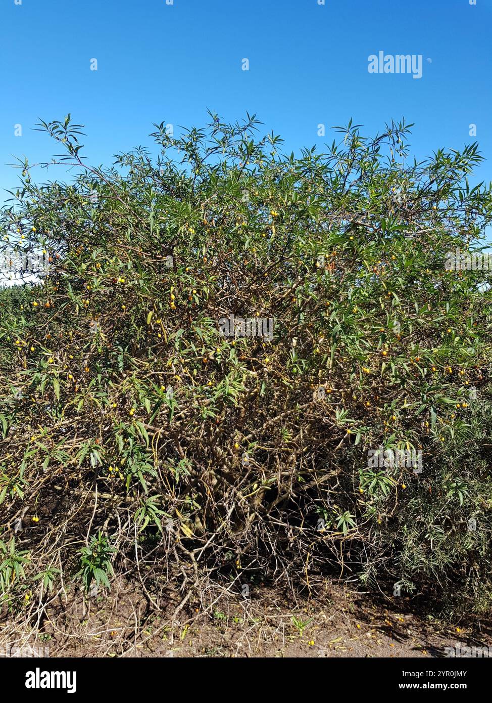 kangaroo-apple (Solanum laciniatum Stock Photo - Alamy