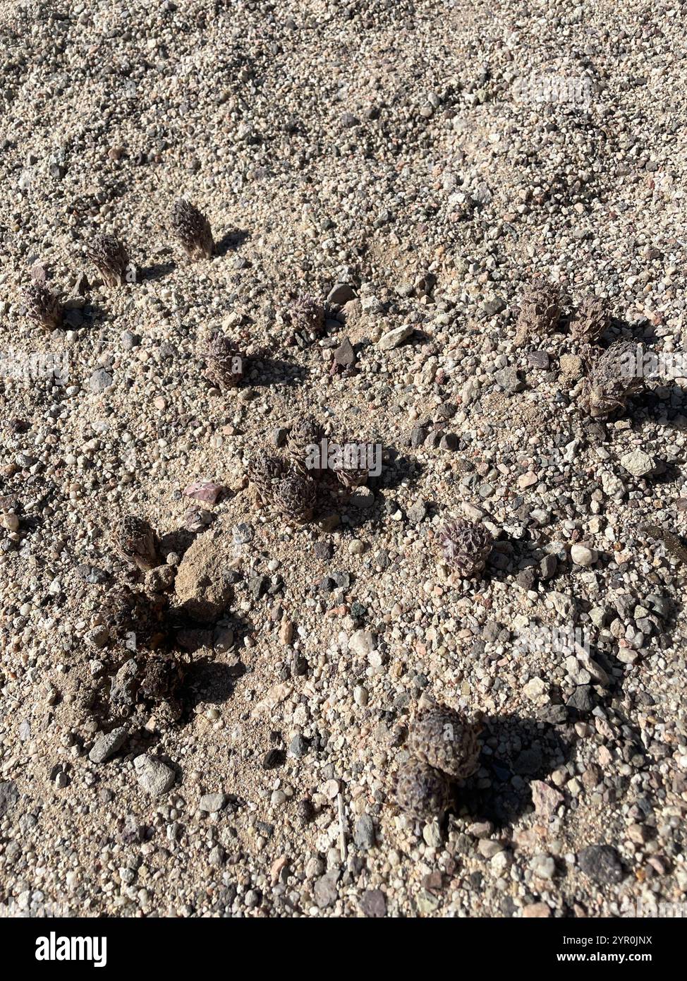 desert Christmas tree (Pholisma arenarium Stock Photo - Alamy