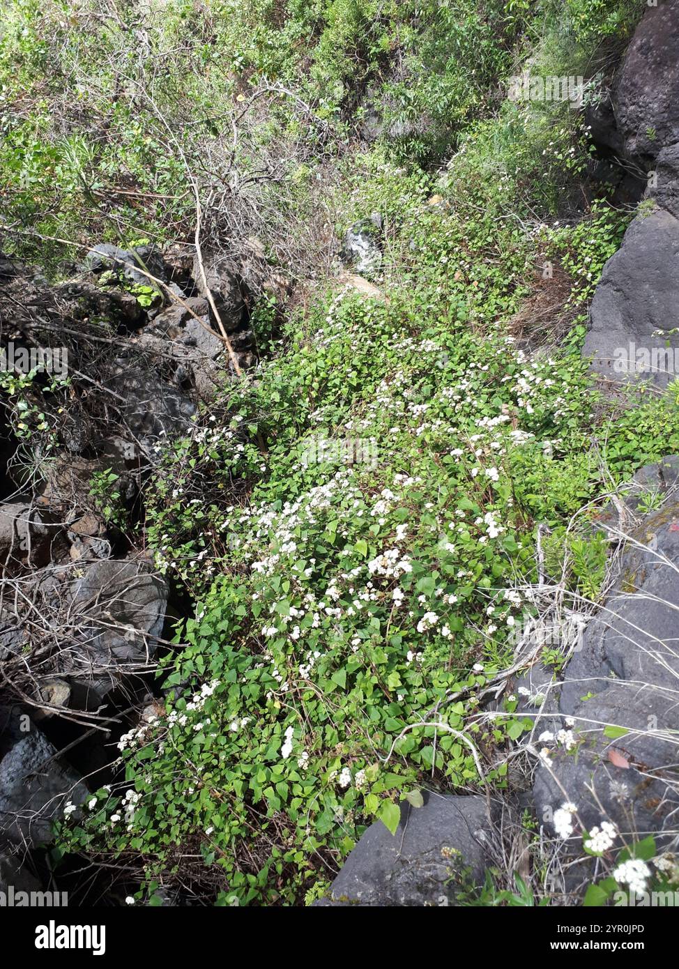 Crofton Weed (Ageratina adenophora Stock Photo - Alamy