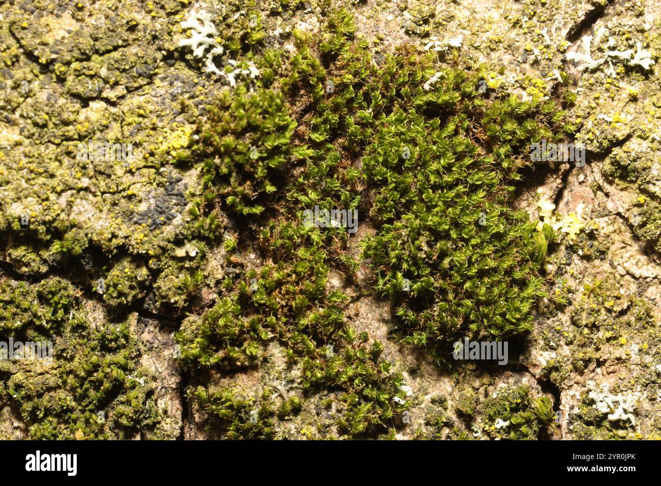 Capillary Thread-moss (Ptychostomum capillare Stock Photo - Alamy
