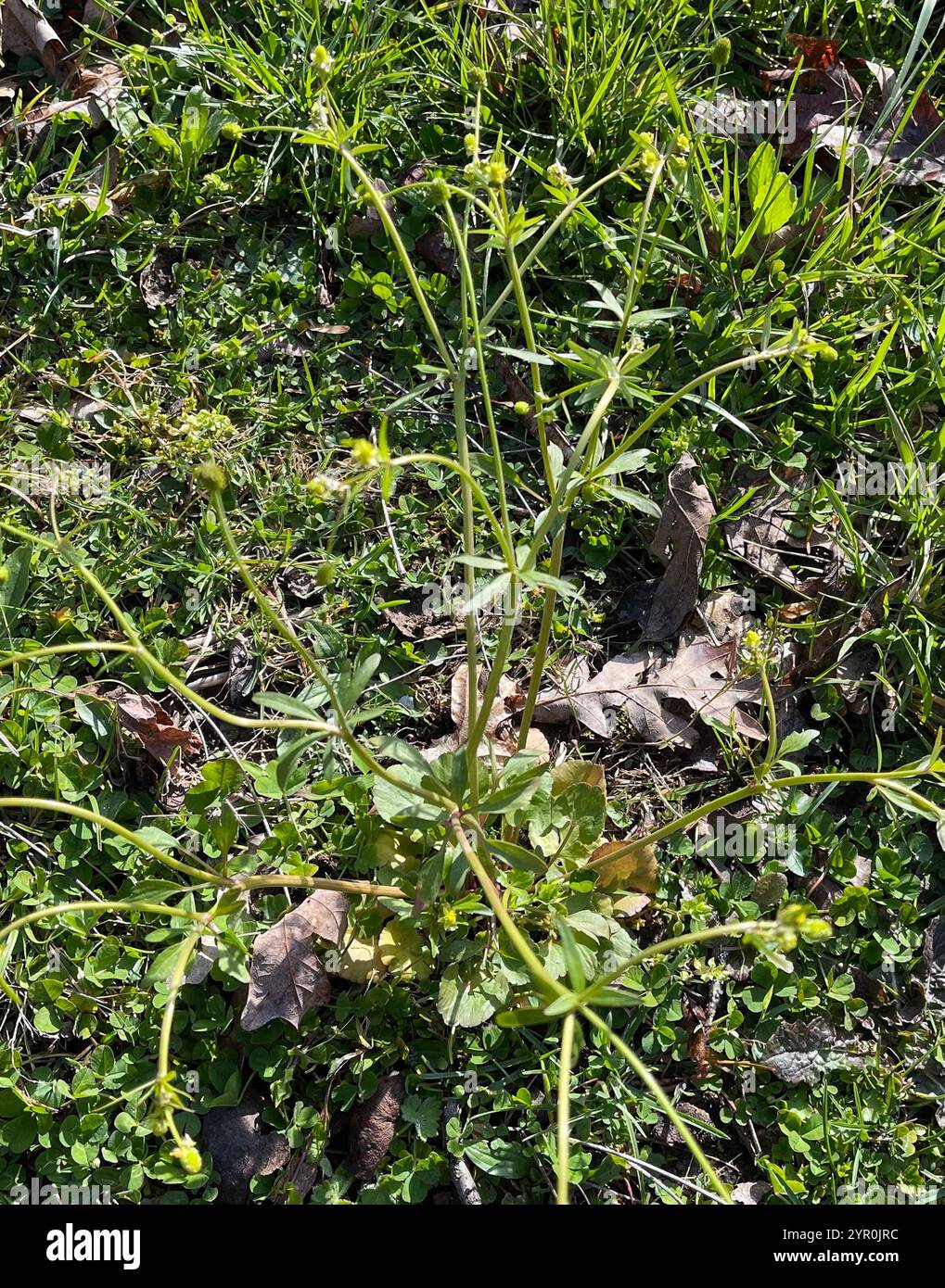 Buttercup ranunculus abortivus hi-res stock photography and images - Alamy