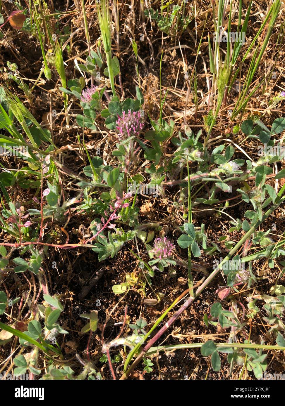 Rose Clover (Trifolium hirtum Stock Photo - Alamy