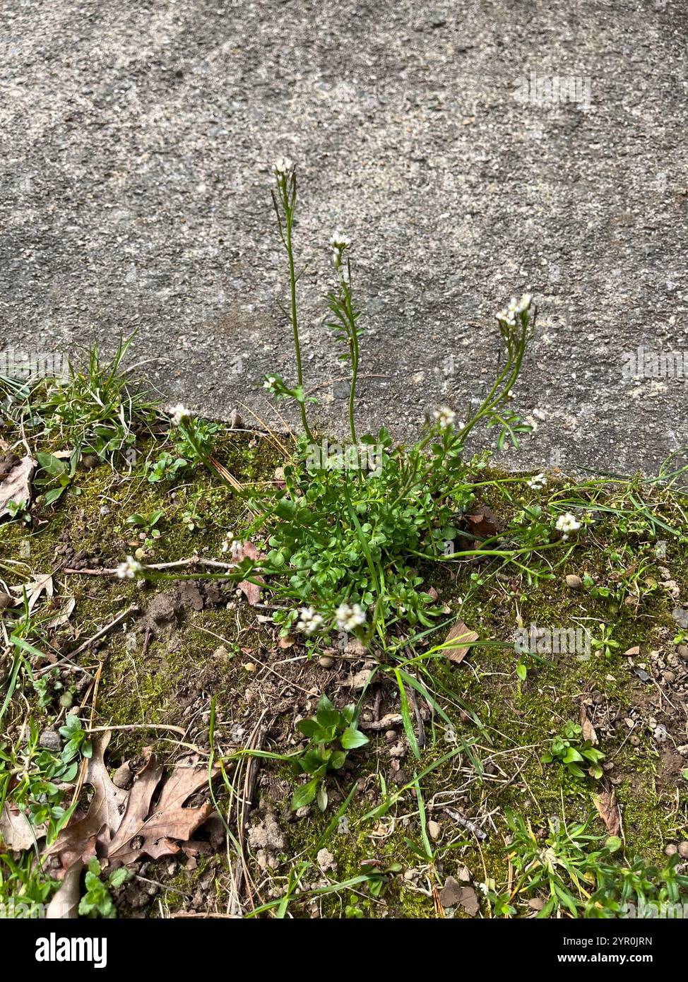hairy bittercress (Cardamine hirsuta Stock Photo - Alamy