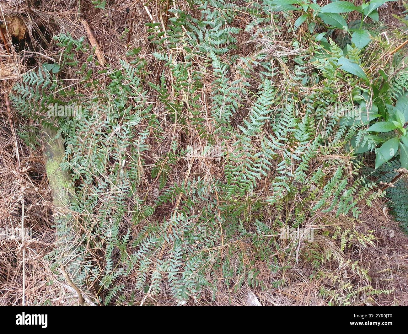 Austral Bracken (Pteridium esculentum Stock Photo - Alamy