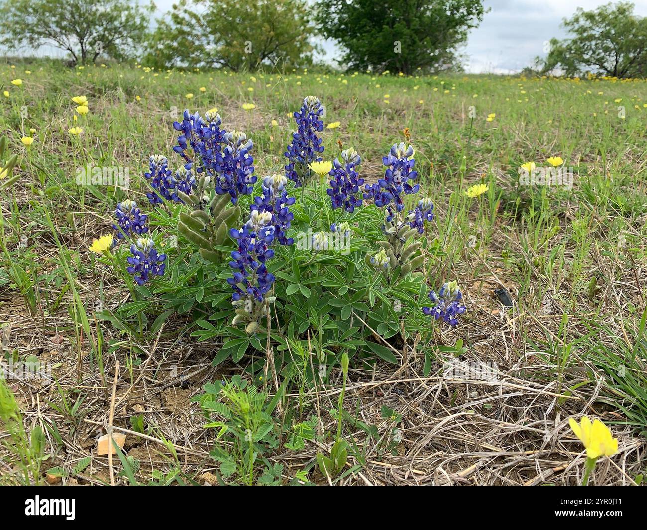 Texas bluebonnet (Lupinus texensis Stock Photo - Alamy