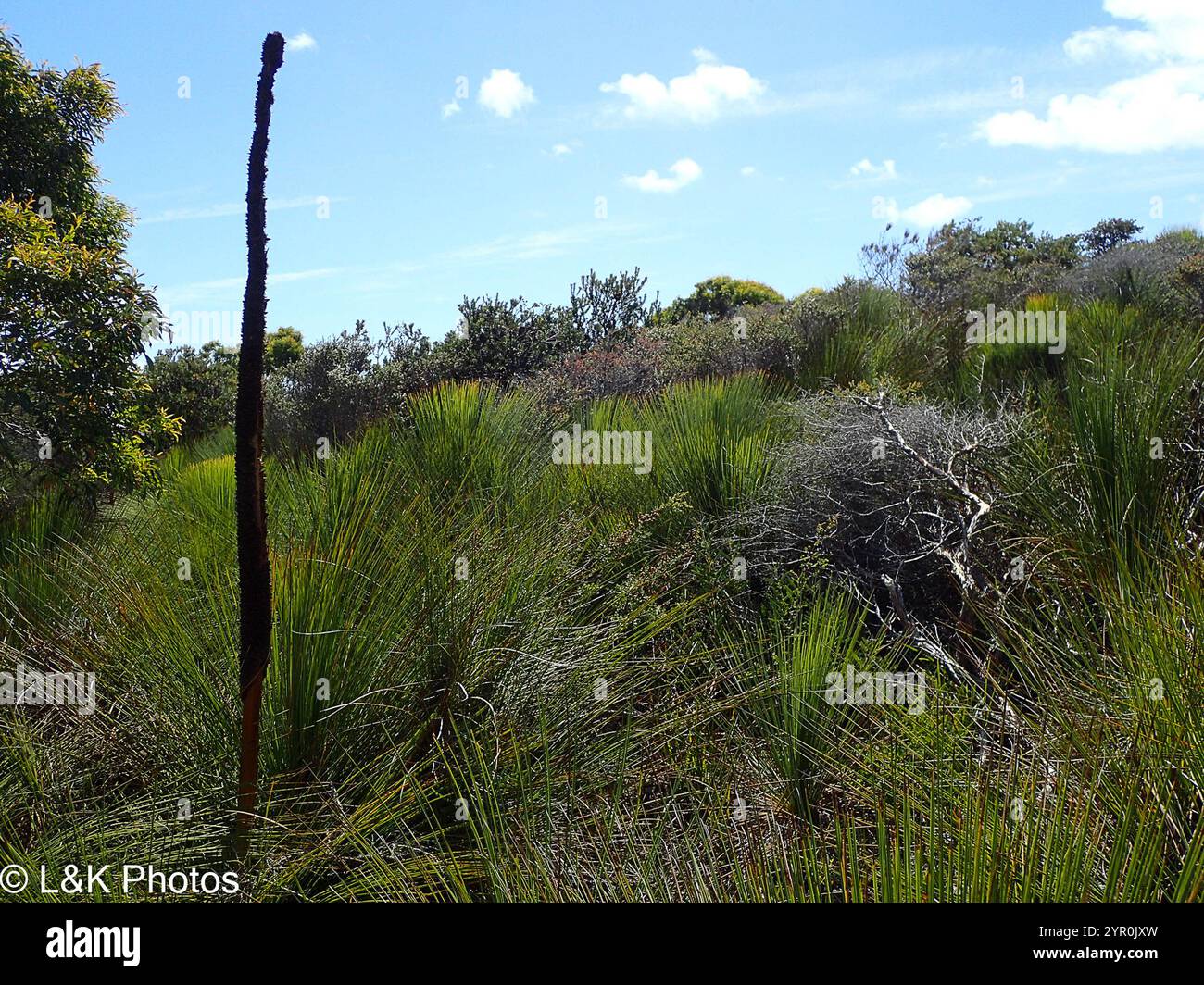Austral Grass-tree (Xanthorrhoea australis Stock Photo - Alamy