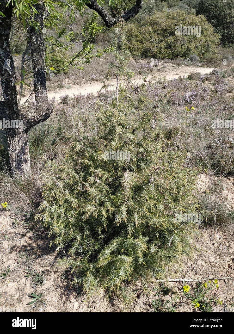 western prickly juniper (Juniperus oxycedrus Stock Photo - Alamy