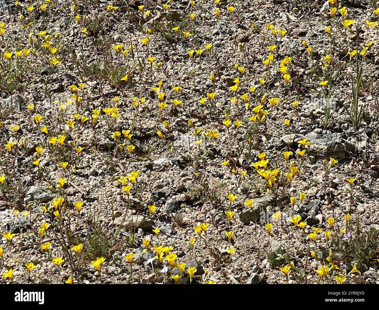 Golden linanthus hi-res stock photography and images - Alamy