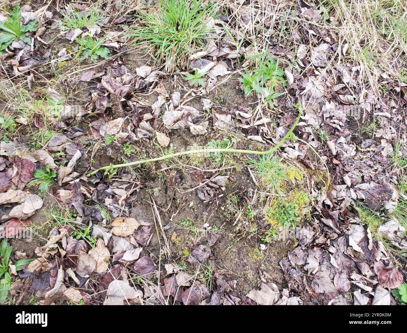 coastal manroot (Marah oregana Stock Photo - Alamy