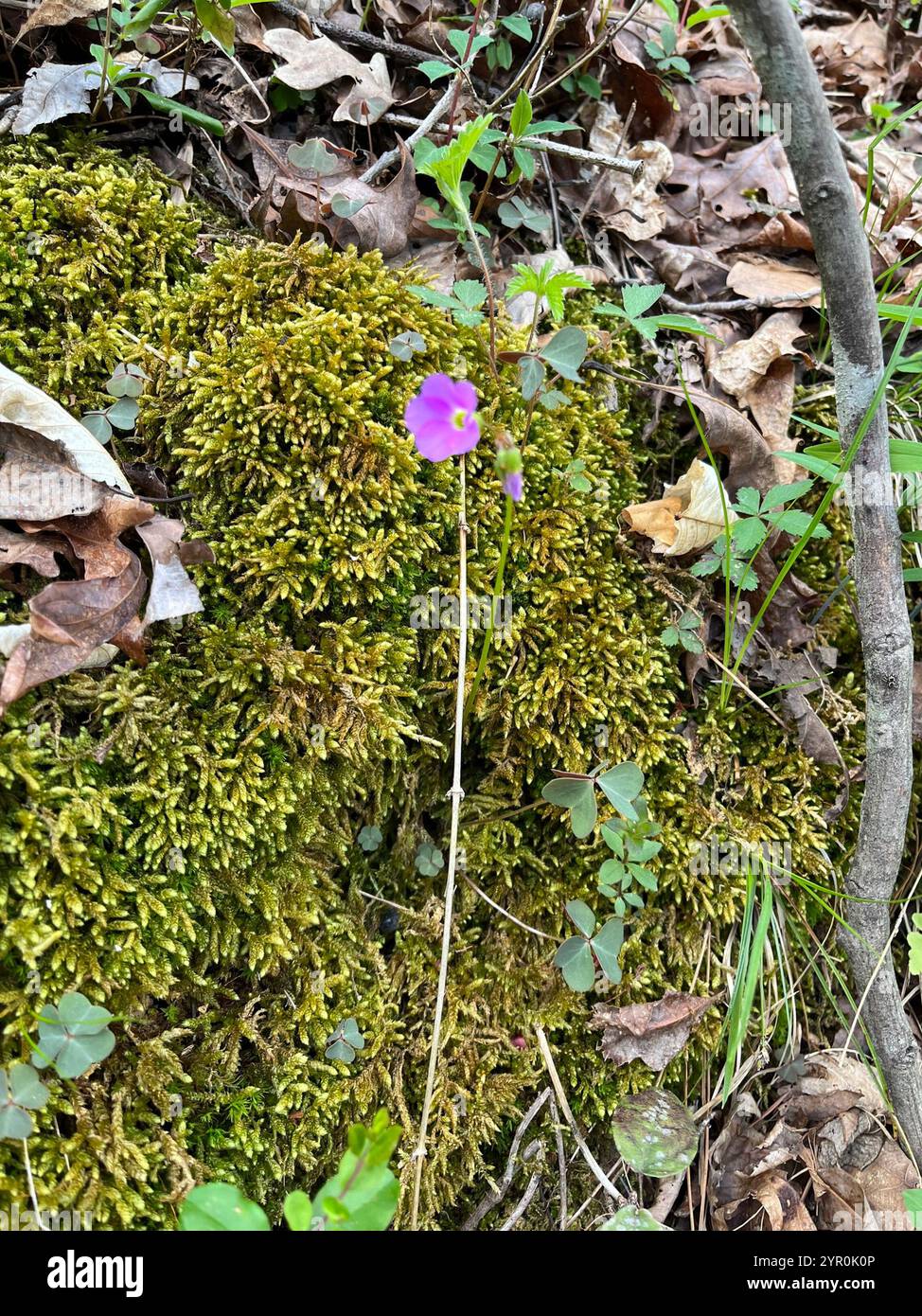 violet woodsorrel (Oxalis violacea Stock Photo - Alamy