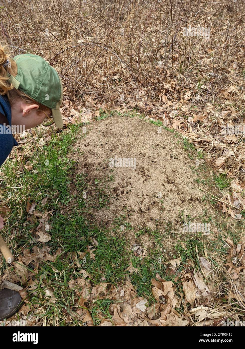 Allegheny Mound Ant (Formica exsectoides Stock Photo - Alamy