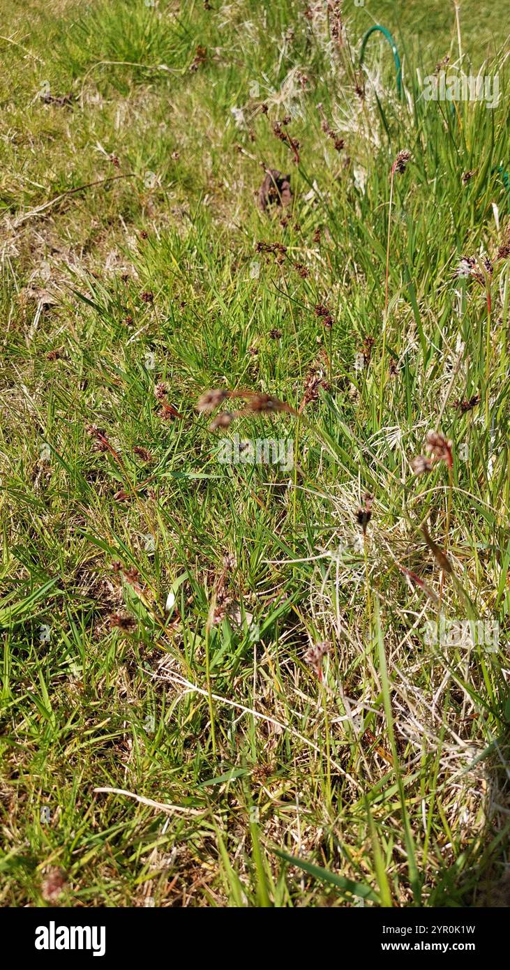 Field woodrush (Luzula campestris Stock Photo - Alamy
