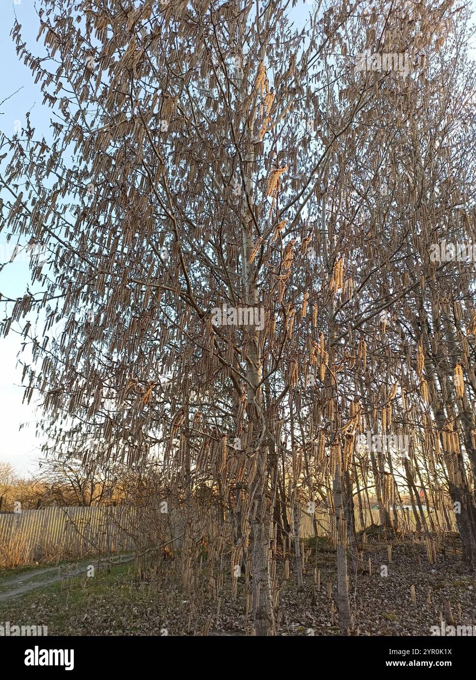 European aspen (Populus tremula Stock Photo - Alamy