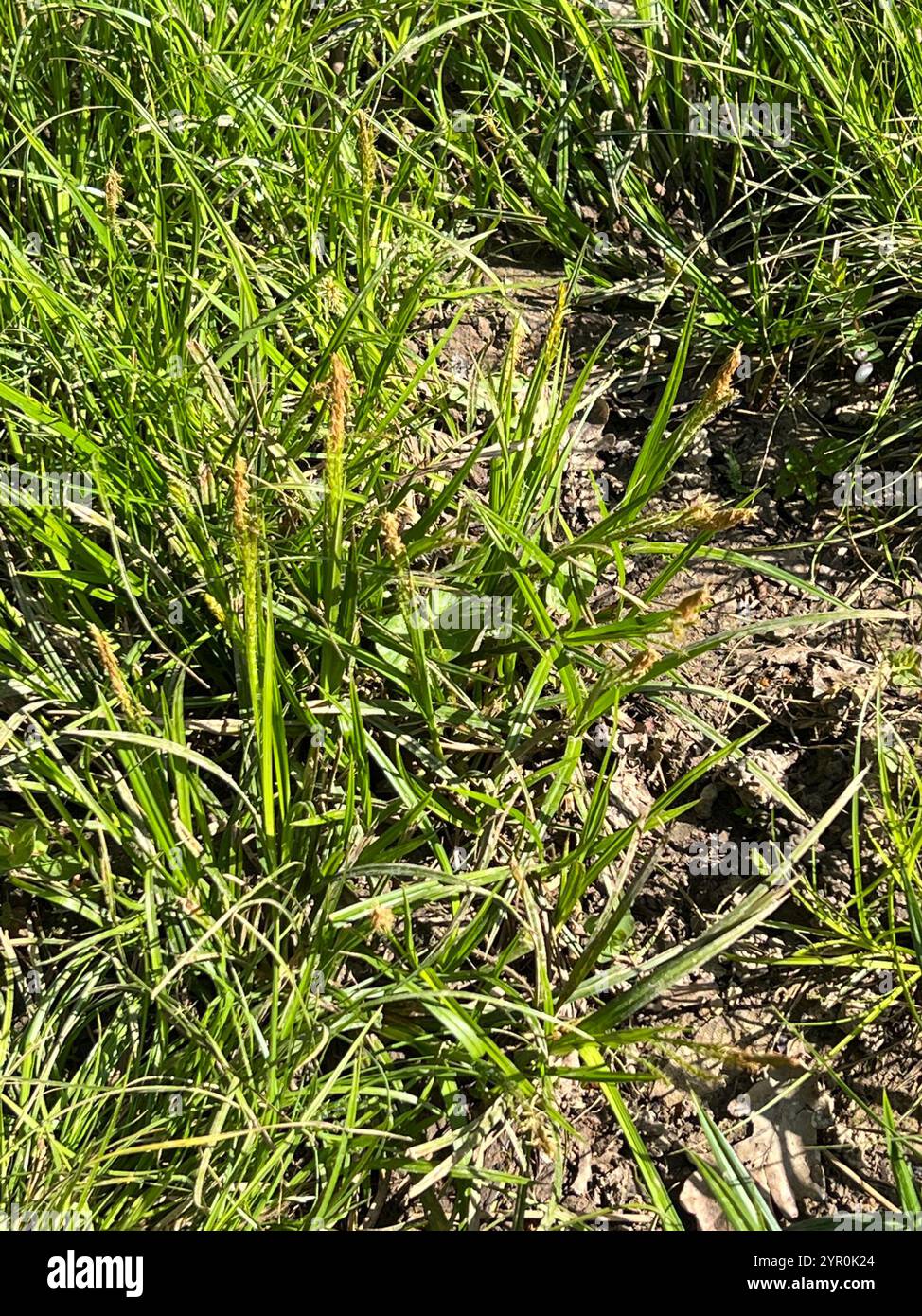 grasses, sedges, cattails, and allies (Poales Stock Photo - Alamy