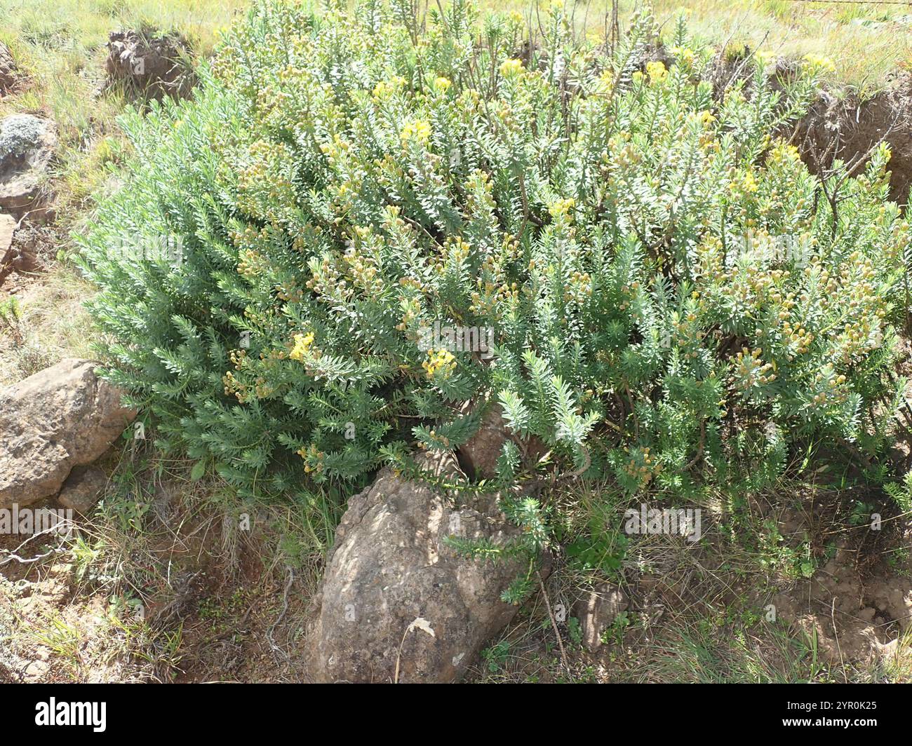 Euryops tysonii hi-res stock photography and images - Alamy