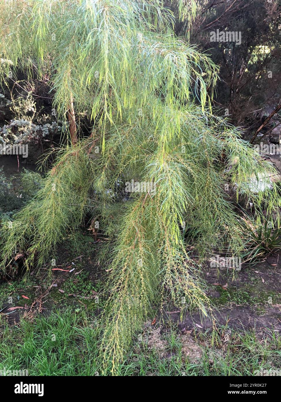 Acacia cognata hi-res stock photography and images - Alamy