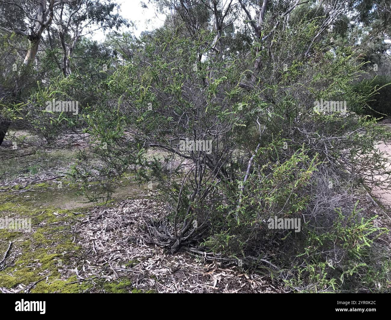 Kangaroo thorn (Acacia paradoxa Stock Photo - Alamy
