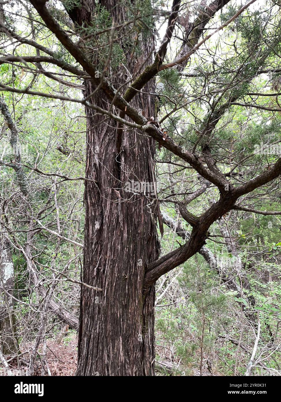 Ashe juniper (Juniperus ashei Stock Photo - Alamy