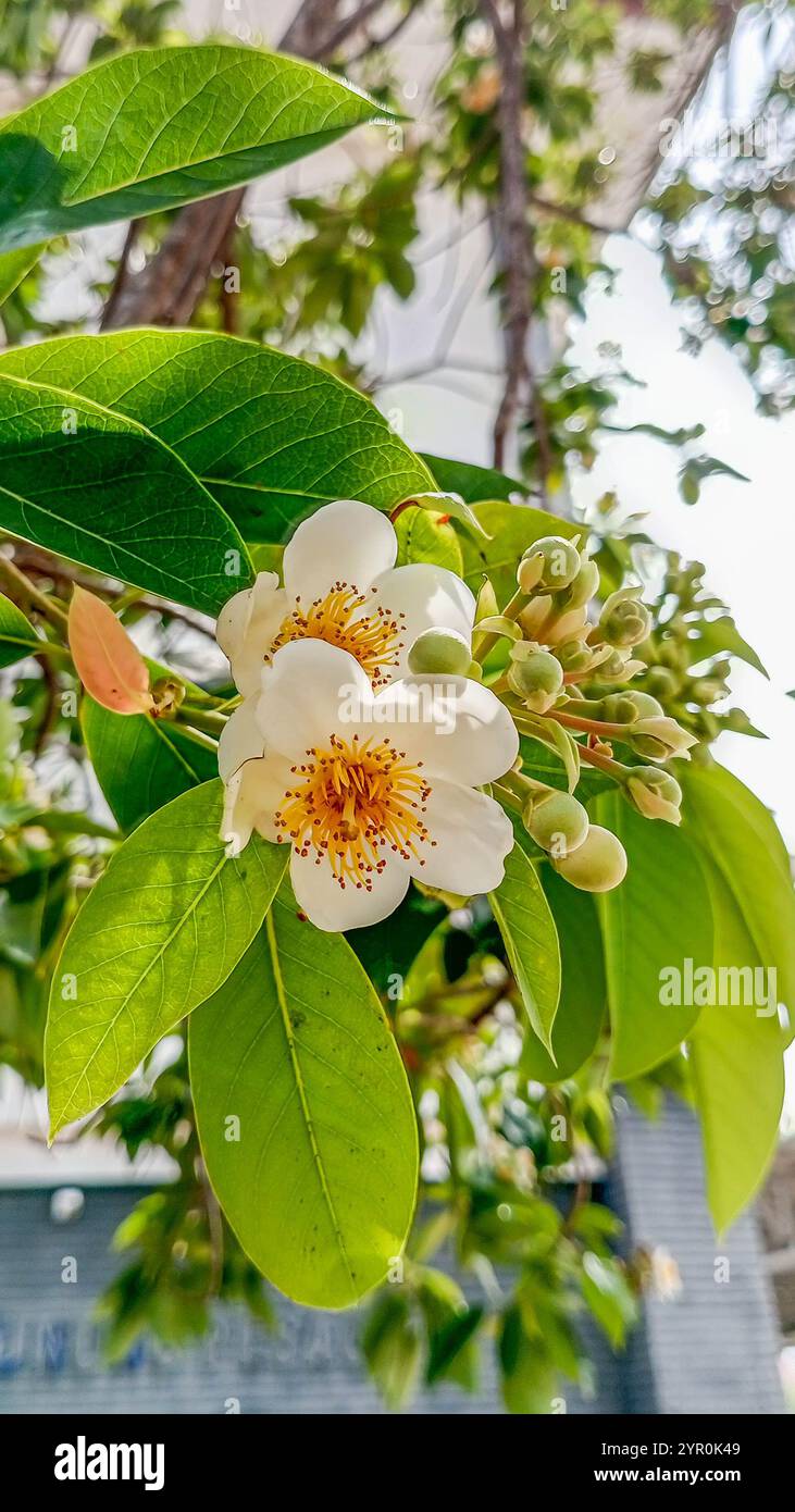 Close up of Schima wallichii flower, also known as needlewood or the ...