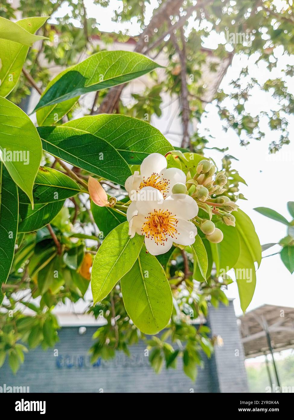Close up of Schima wallichii flower, also known as needlewood or the ...