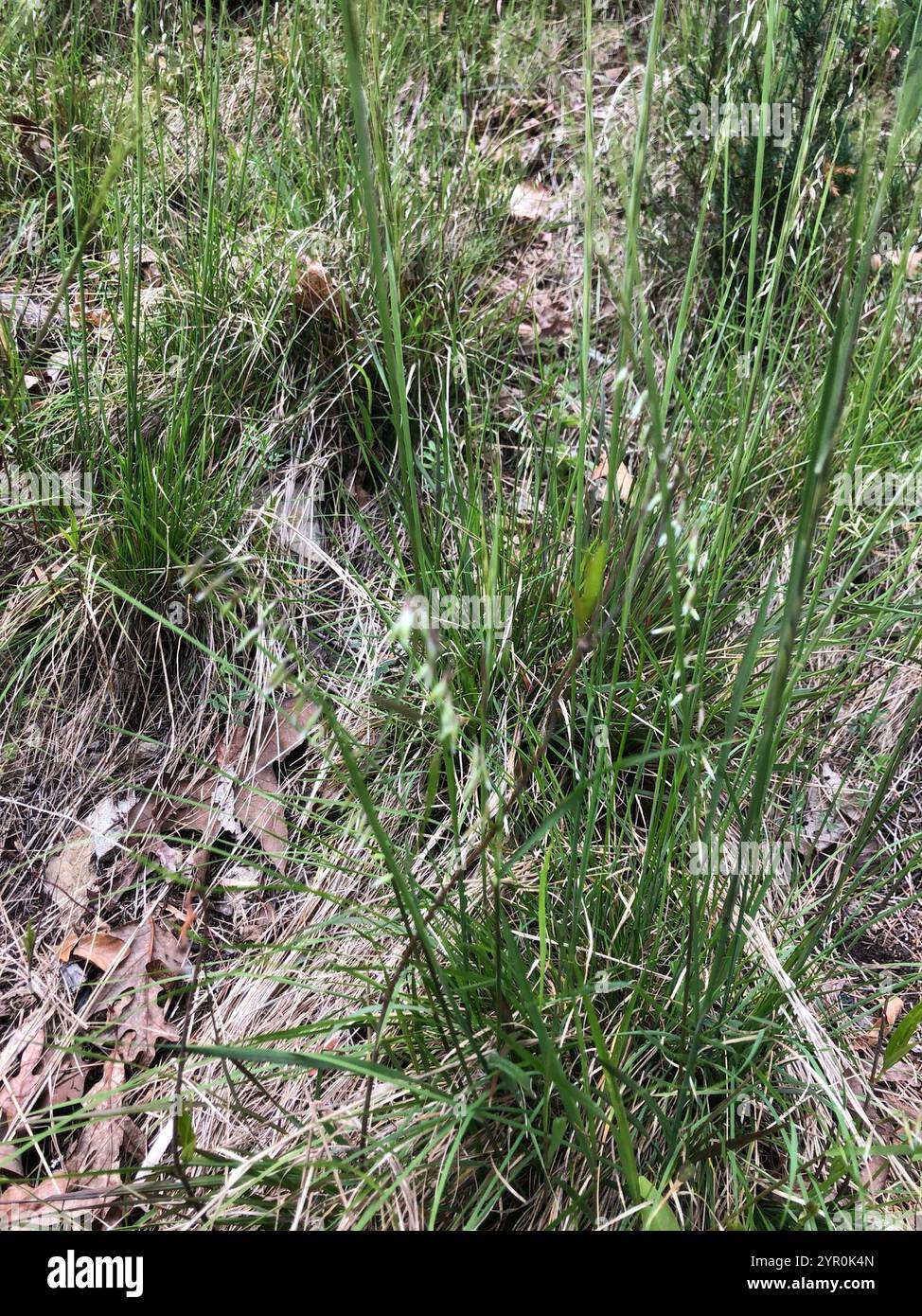 Twoflower Melicgrass (Melica mutica Stock Photo - Alamy