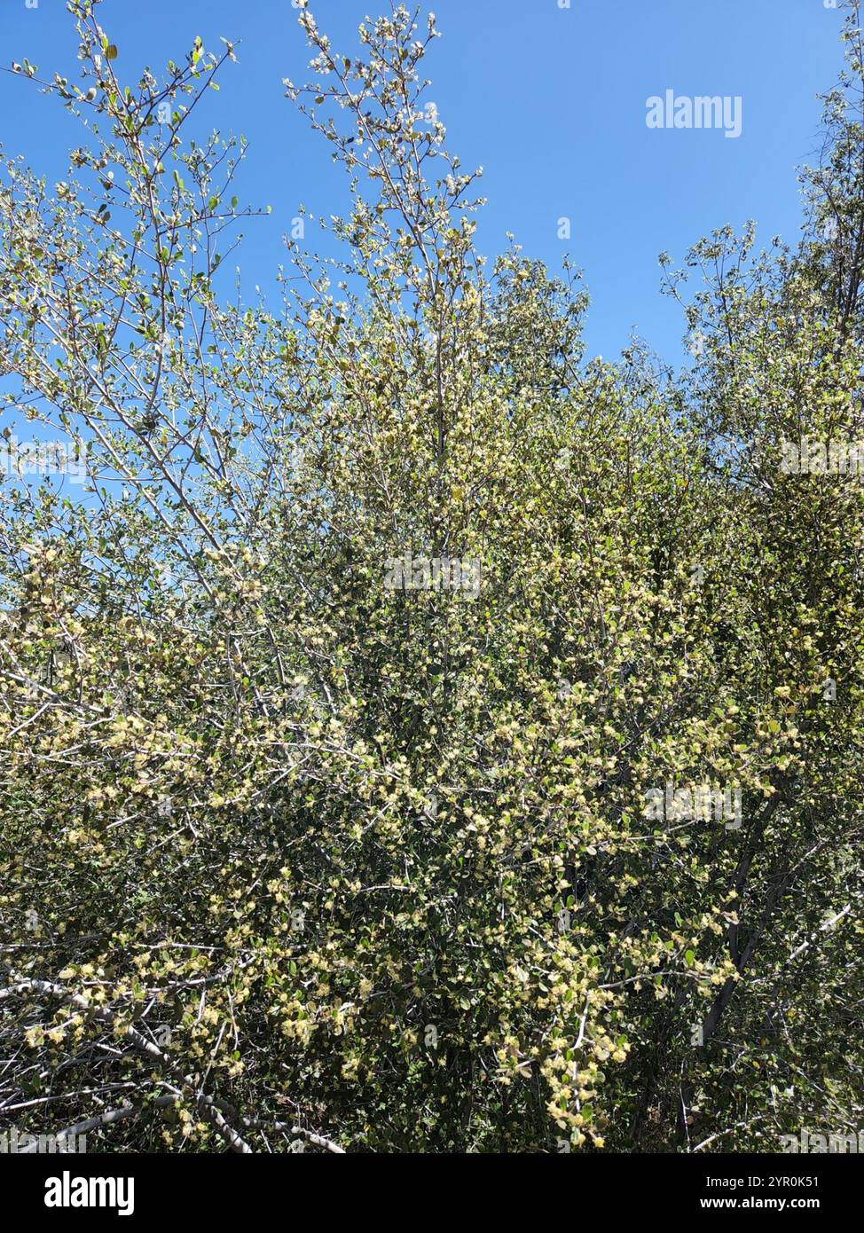 Birchleaf Mountain Mahogany (Cercocarpus betuloides Stock Photo - Alamy