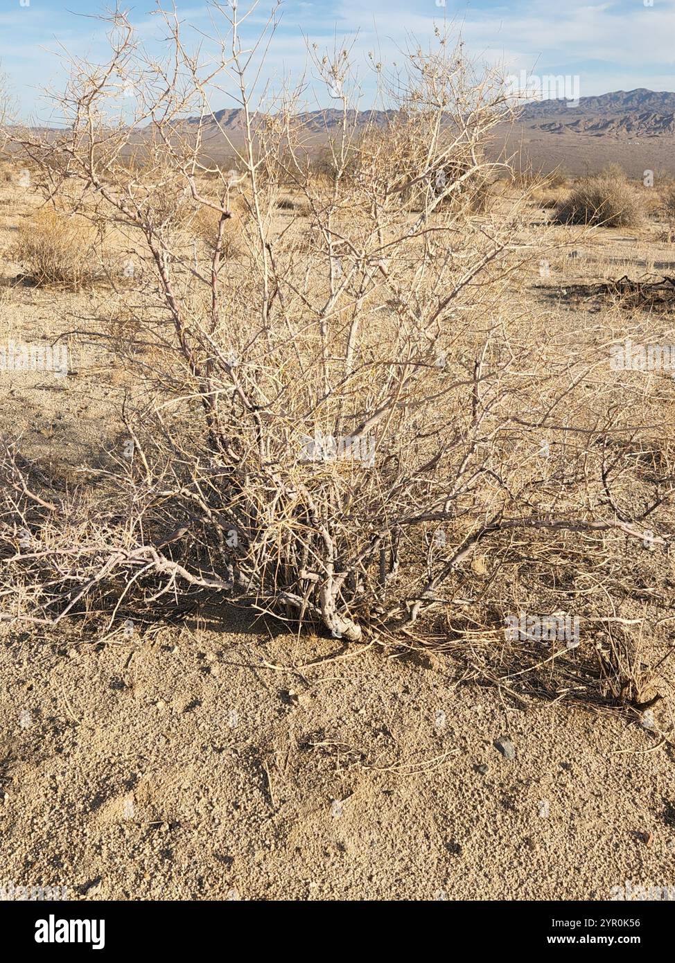 desert lavender (Condea emoryi Stock Photo - Alamy