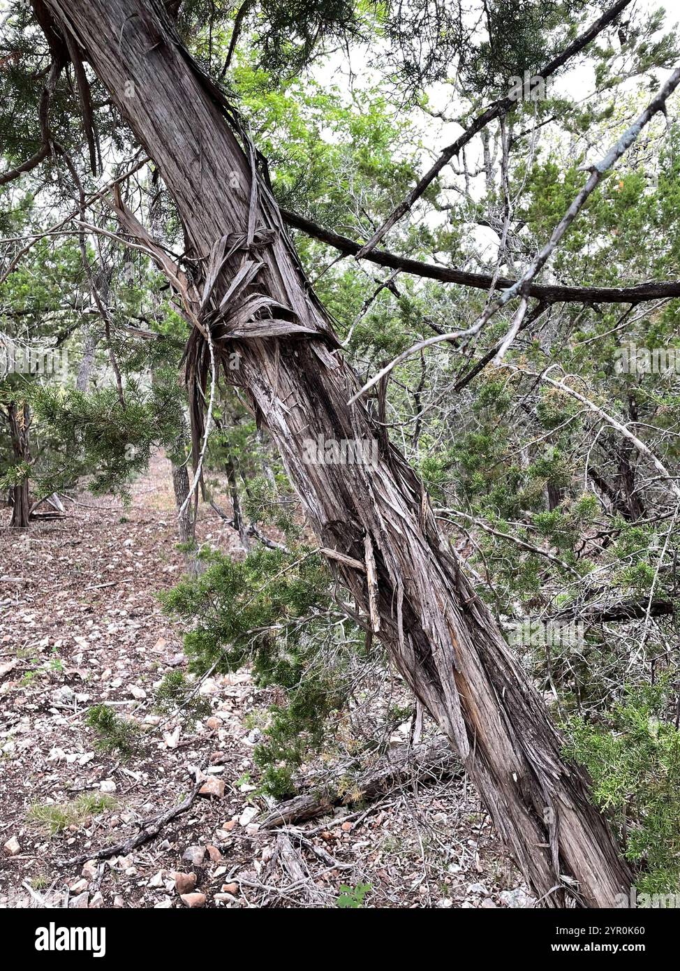 Ashe juniper (Juniperus ashei Stock Photo - Alamy