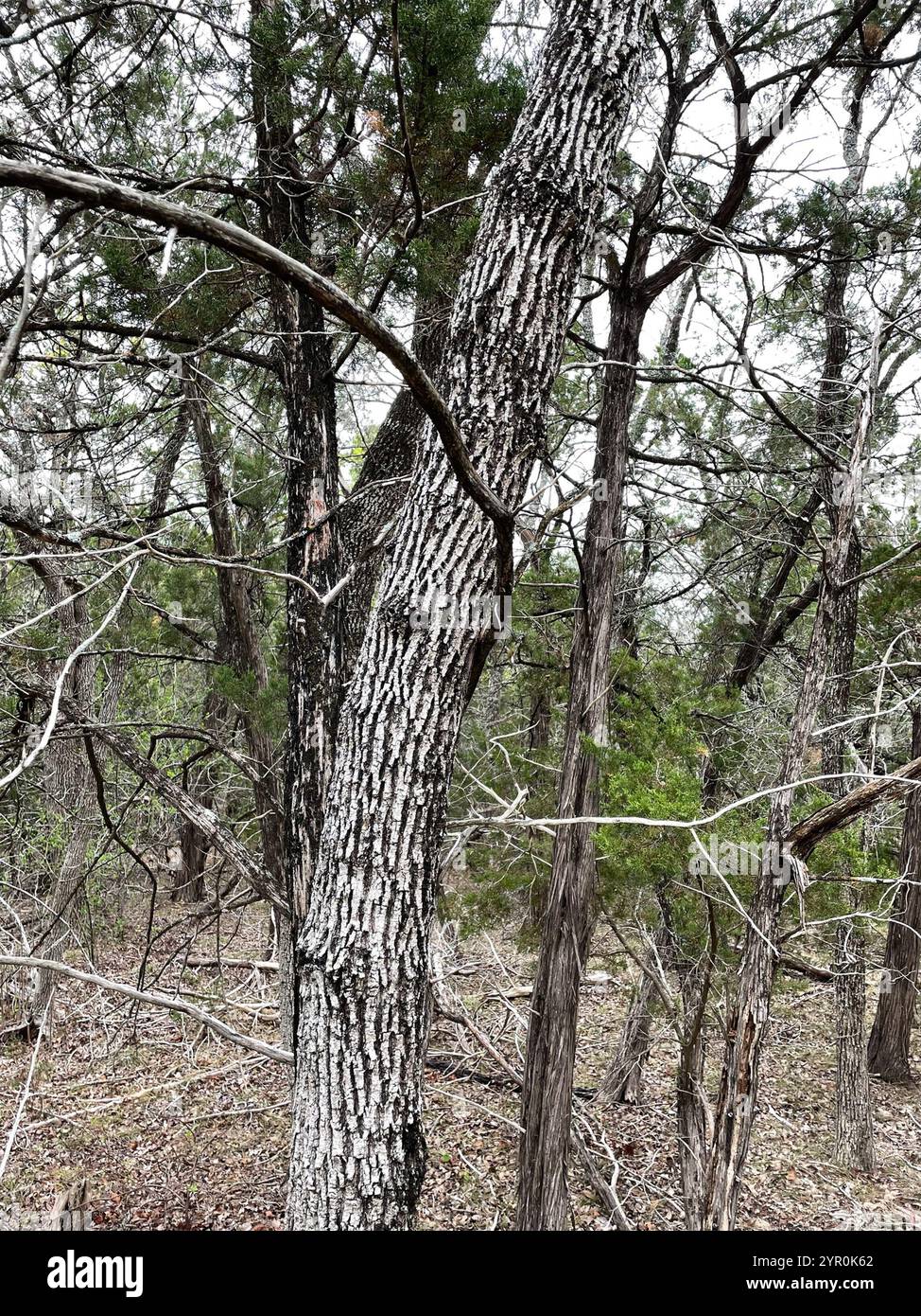 Texas ash (Fraxinus albicans Stock Photo - Alamy