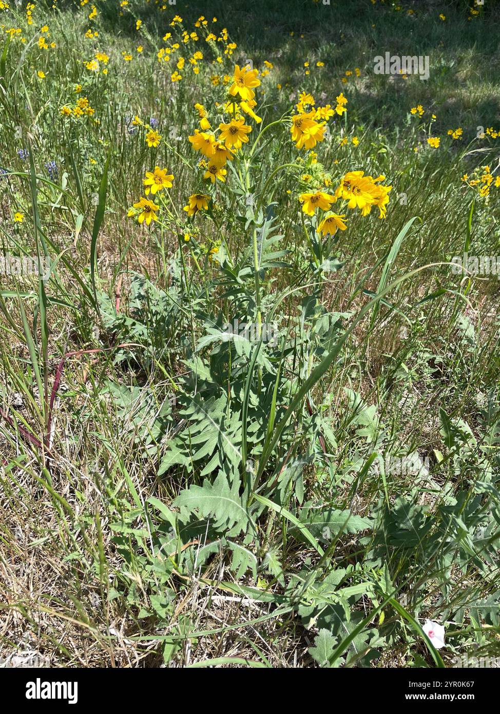 Engelmann daisy (Engelmannia peristenia Stock Photo - Alamy
