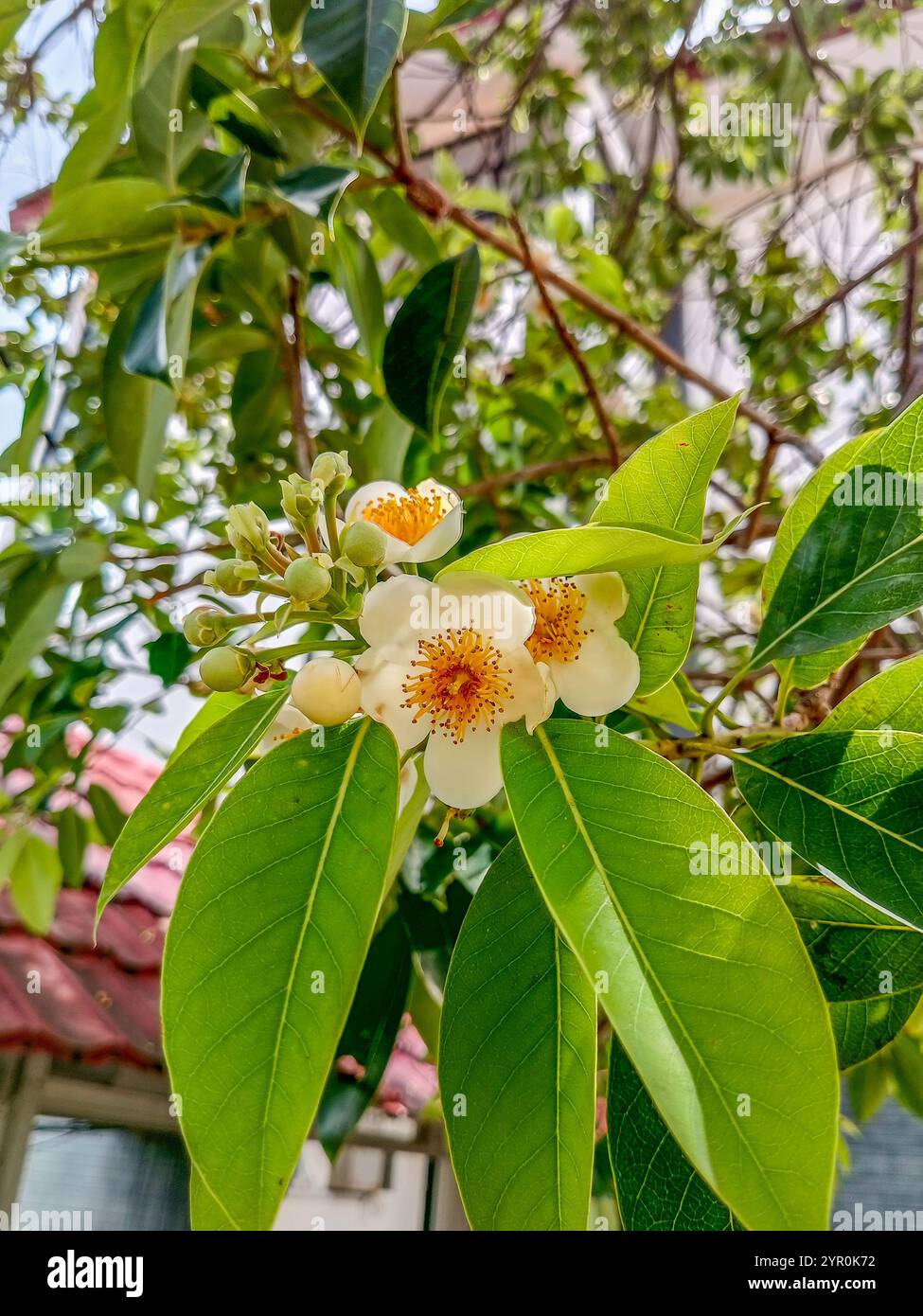 Close up of Schima wallichii flower, also known as needlewood or the ...