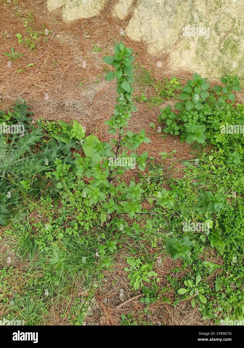 Dwarf Nettle (Urtica urens Stock Photo - Alamy