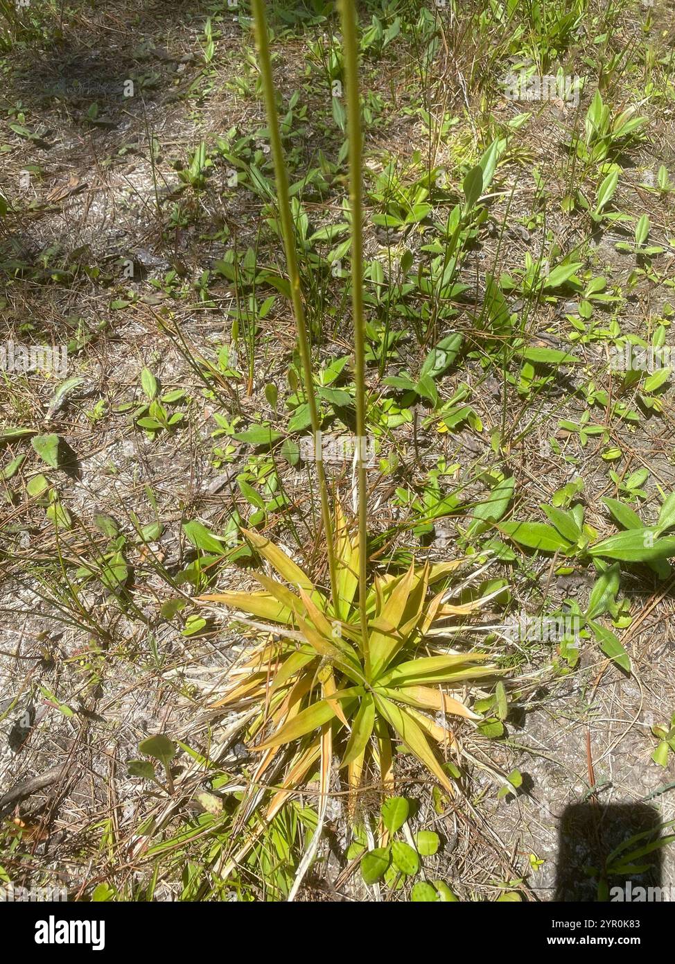 Yellow Colicroot (Aletris lutea Stock Photo - Alamy