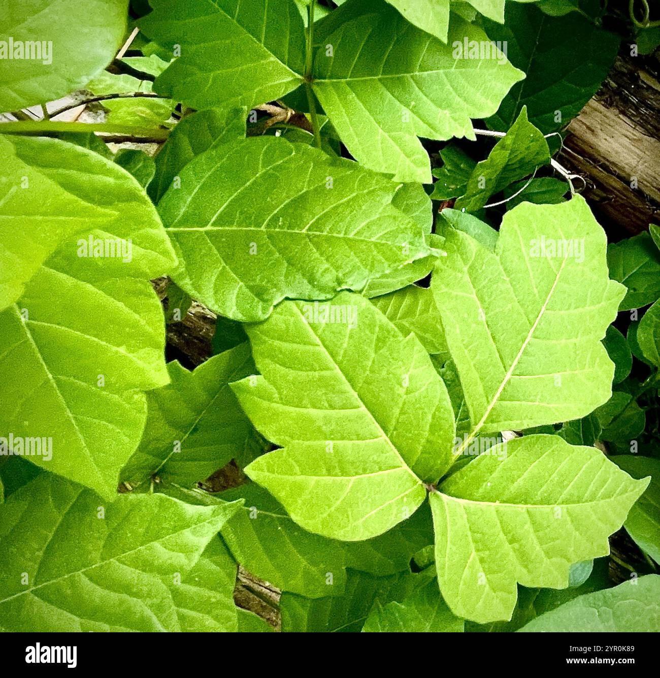 eastern poison ivy (Toxicodendron radicans Stock Photo - Alamy