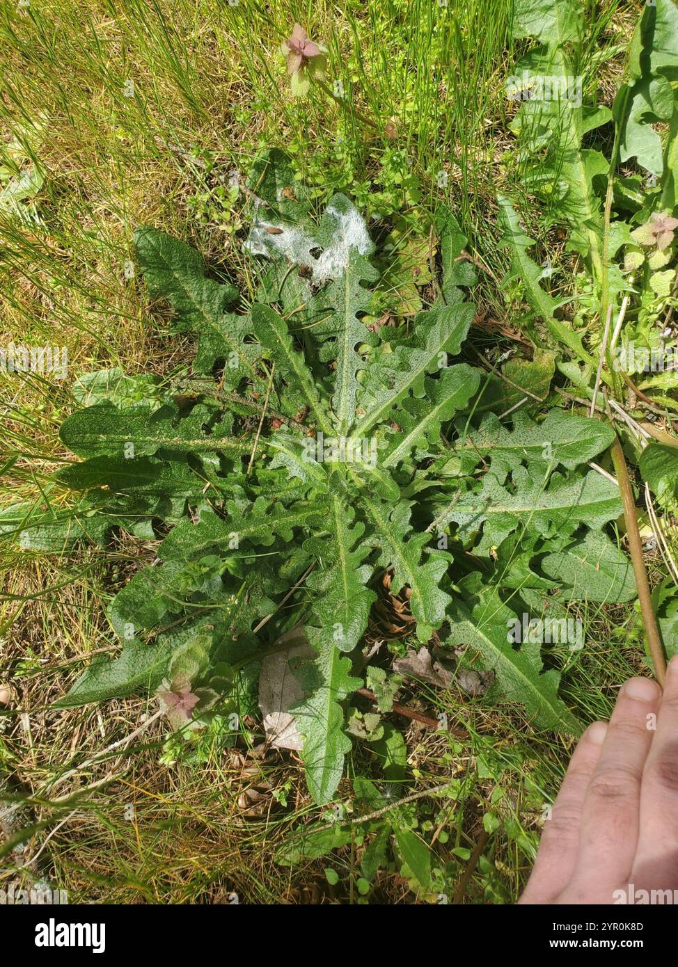 Common Cat's-ear (Hypochaeris radicata Stock Photo - Alamy