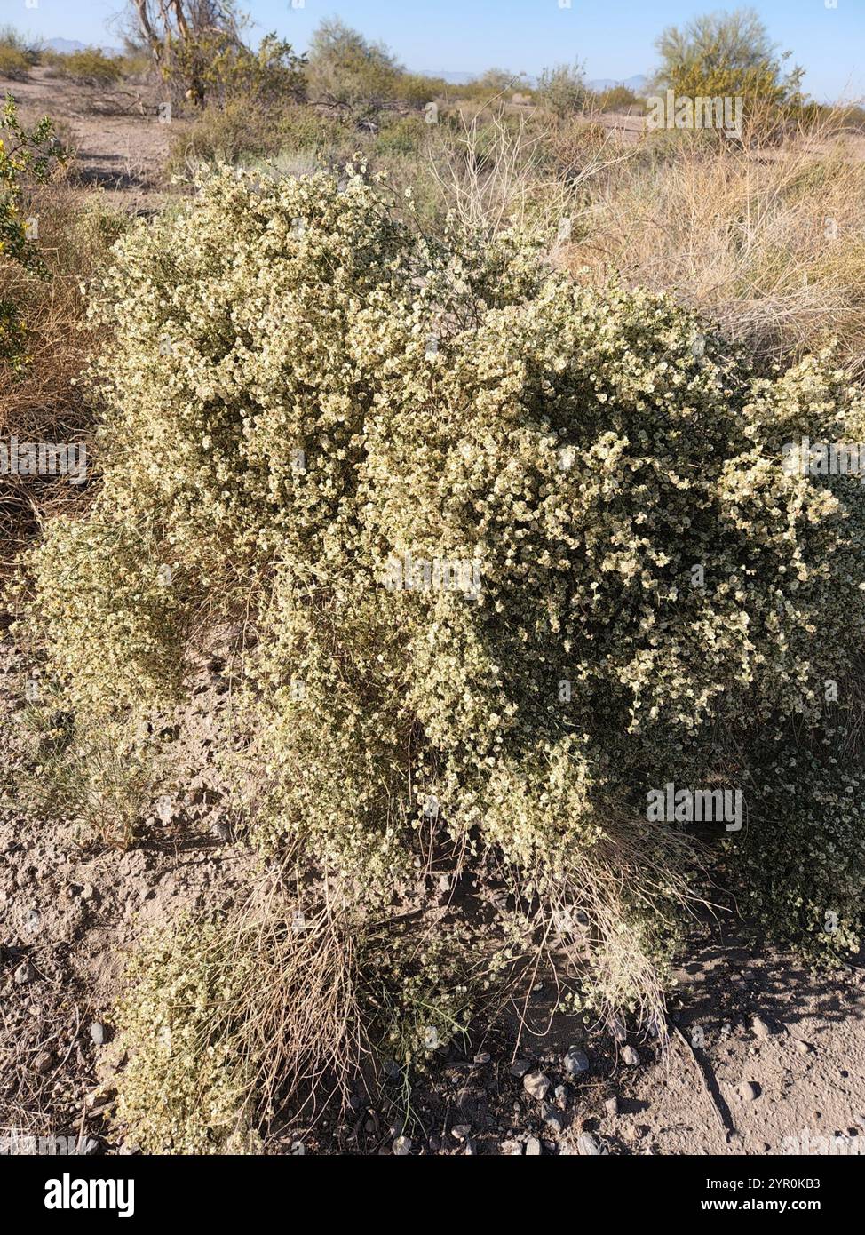 Cheesebush (Ambrosia salsola Stock Photo - Alamy