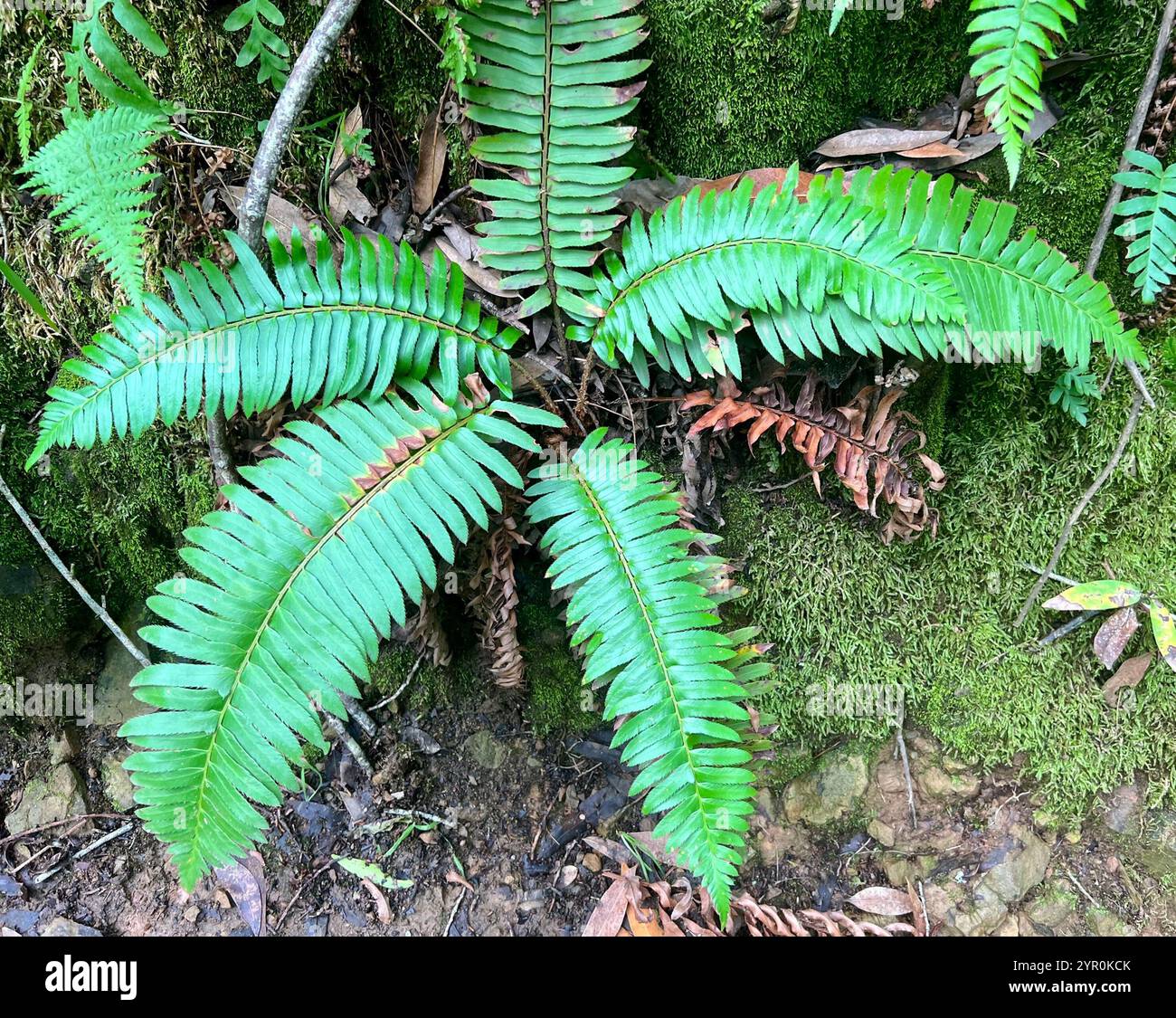 western sword fern (Polystichum munitum Stock Photo - Alamy